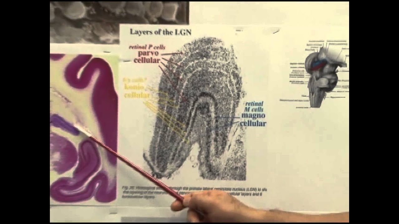 Color Eye Chart and Real Visual Acuity Test