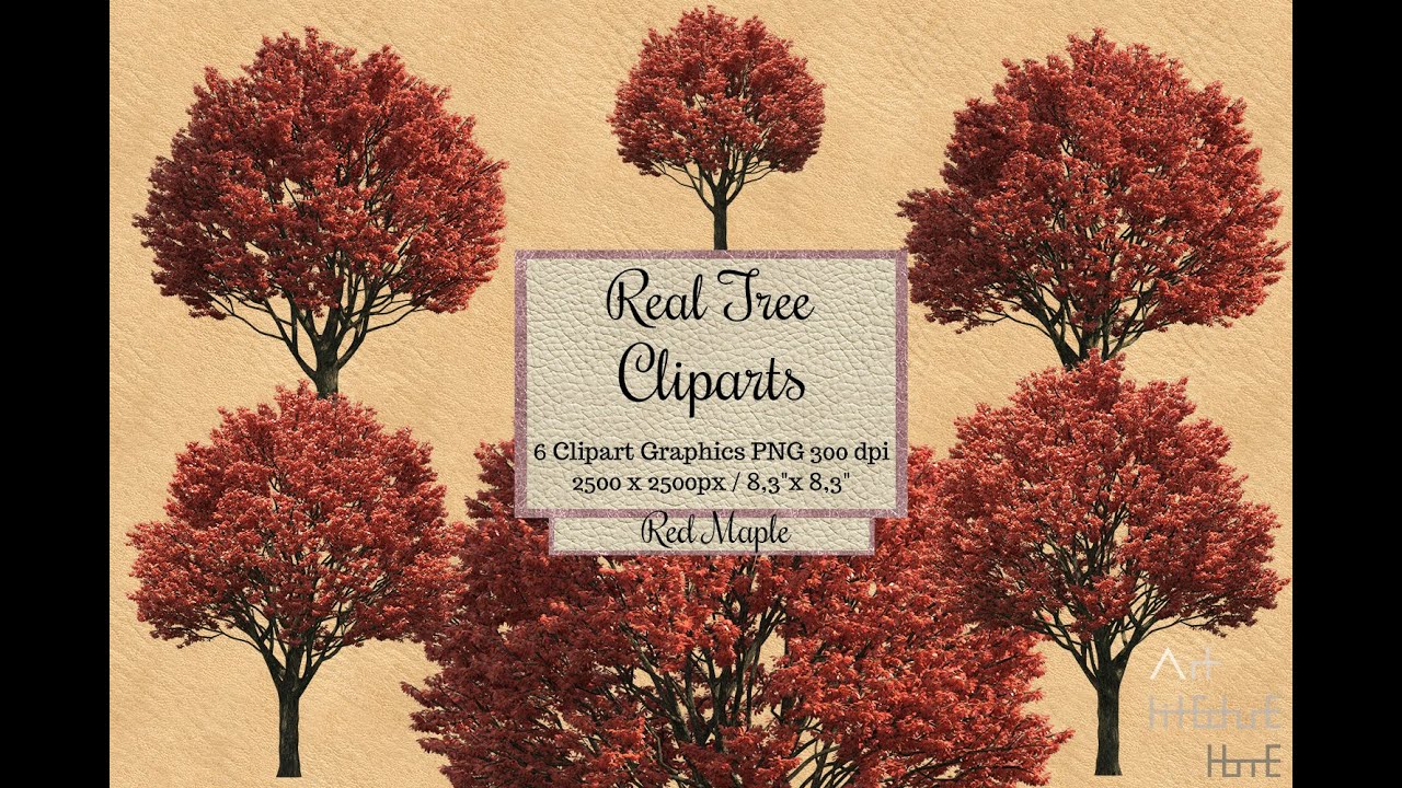 Real Tree Cliparts - Red Mapple - photoshop overlays png, Tree layout, transparent background