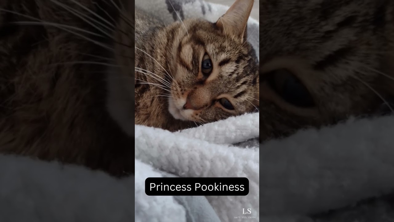 Going Back to My Roots with a Cat Video ~ They Forget My Name #catvideos