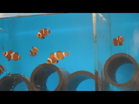 Island Connections: Coral Fish Hawaii