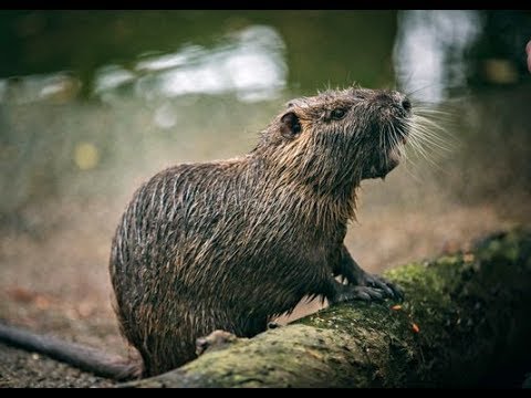 5 grossest parts of 'Rodents of unusual Size'