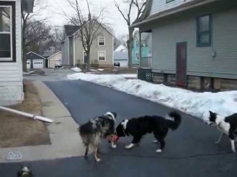 border collie/australian shepherd meet the rc car