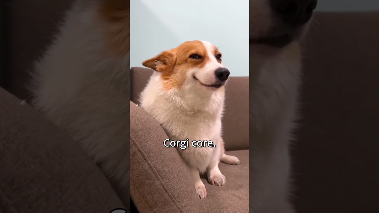 Corgi core. 🐕🥰
