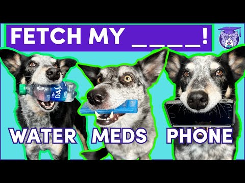 Train Your Dog to Retrieve Items By Name (Item Discrimination for Service Dogs)