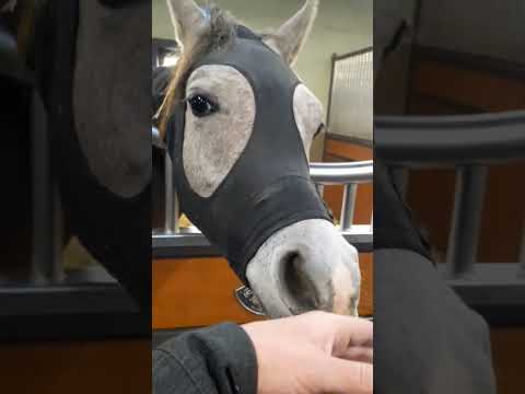#arabian #horse  #thoroughbred #pursange
