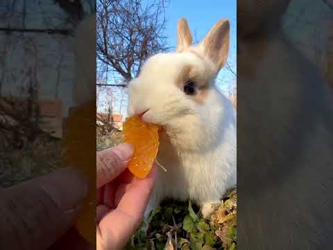 The little rabbit eats oranges. Cute pet debut plan. Rabbit. Rural cute pet.