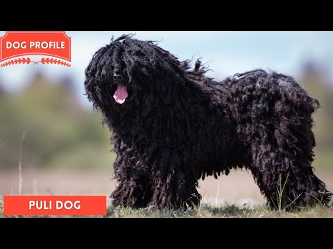 The Puli, Hungary’s Indispensable Herd Dog