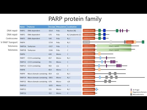 Targeted cancer therapy: choosing the right assay to assess PARP inhibitors