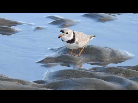 Piping Plovers return to Maine