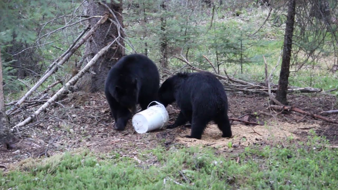Bears Fighting Over Food!