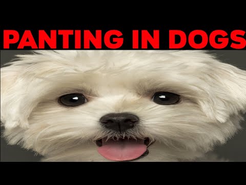 Panting in dogs/Heat stroke in dogs
