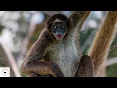 Spider Monkey - The Swinging Marvels of the Jungle