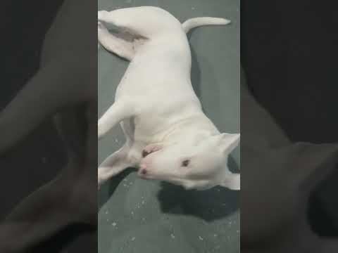 🐩the best TOYS for bullterrier