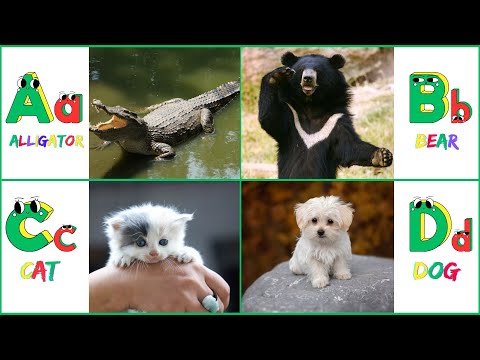Video de aprendizaje del abecedario para niños | Canción de fonética del abecedario A de Caimán🐊