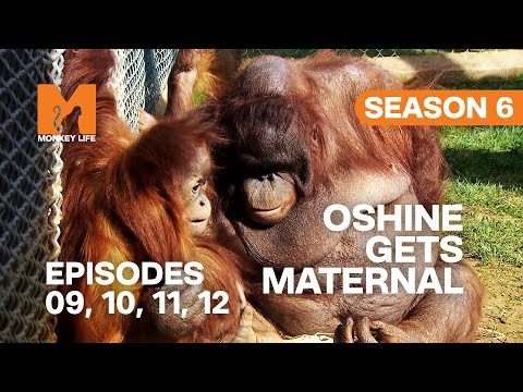 Oshine Shows Her Softer Side in Monkey Life | S06 E09, 10, 11 & 12 | Full Episodes