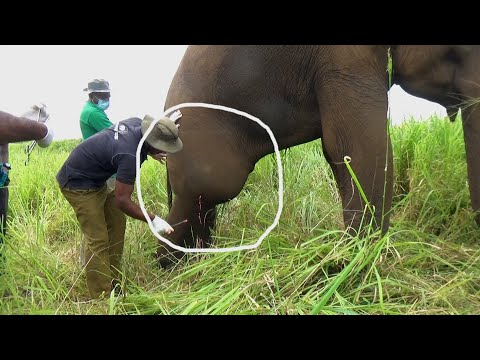 A Gunshot Left This Elephant’s Leg Swollen Like a Balloon – Watch the Surgical Miracle That Followed