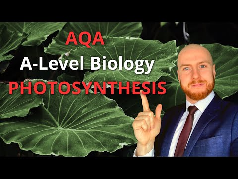 The WHOLE of PHOTOSYNTHESIS AQA A-Level Biology
