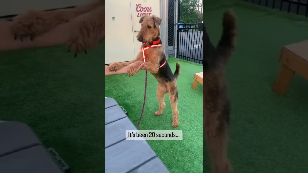 Doing tricks for popcorn is hard!