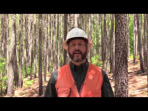 What Should be in your Forest Management Plan