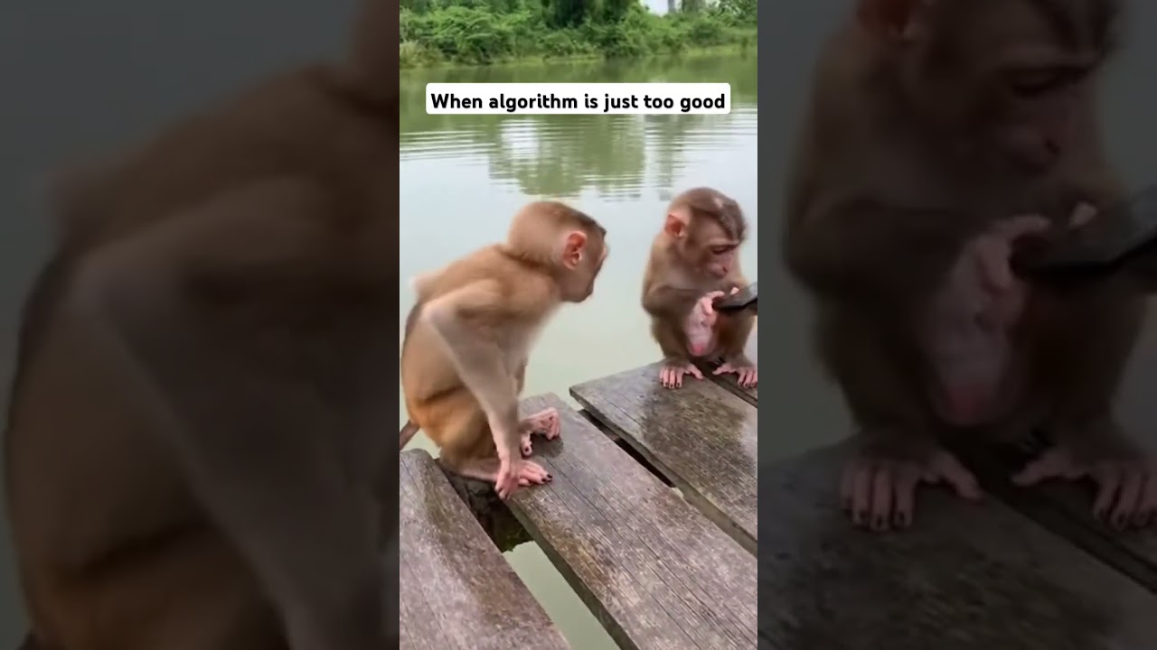 Too late to scroll back... 😅 #scroll #monkey #fyp #funny
