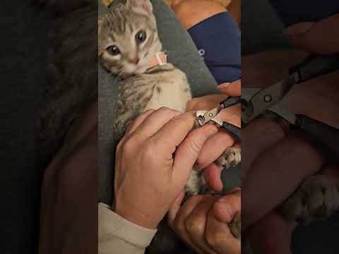 How to Trim Your Kitten's Nails Safely and Gently