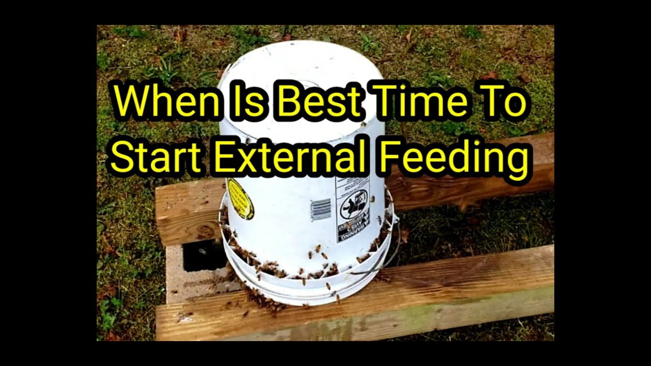 When Is Best Time To Start External Feeding