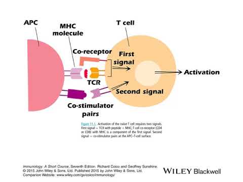 Activation and function of T cells 1