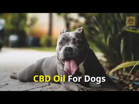CBD Oil For Dogs / Hemp Oil For Dogs