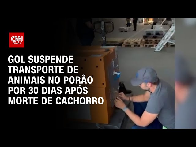 Gol suspende transporte de animais no porão por 30 dias após morte de ...