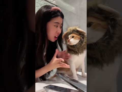 2024 funny cat behavior.#cat #foryou #funny
