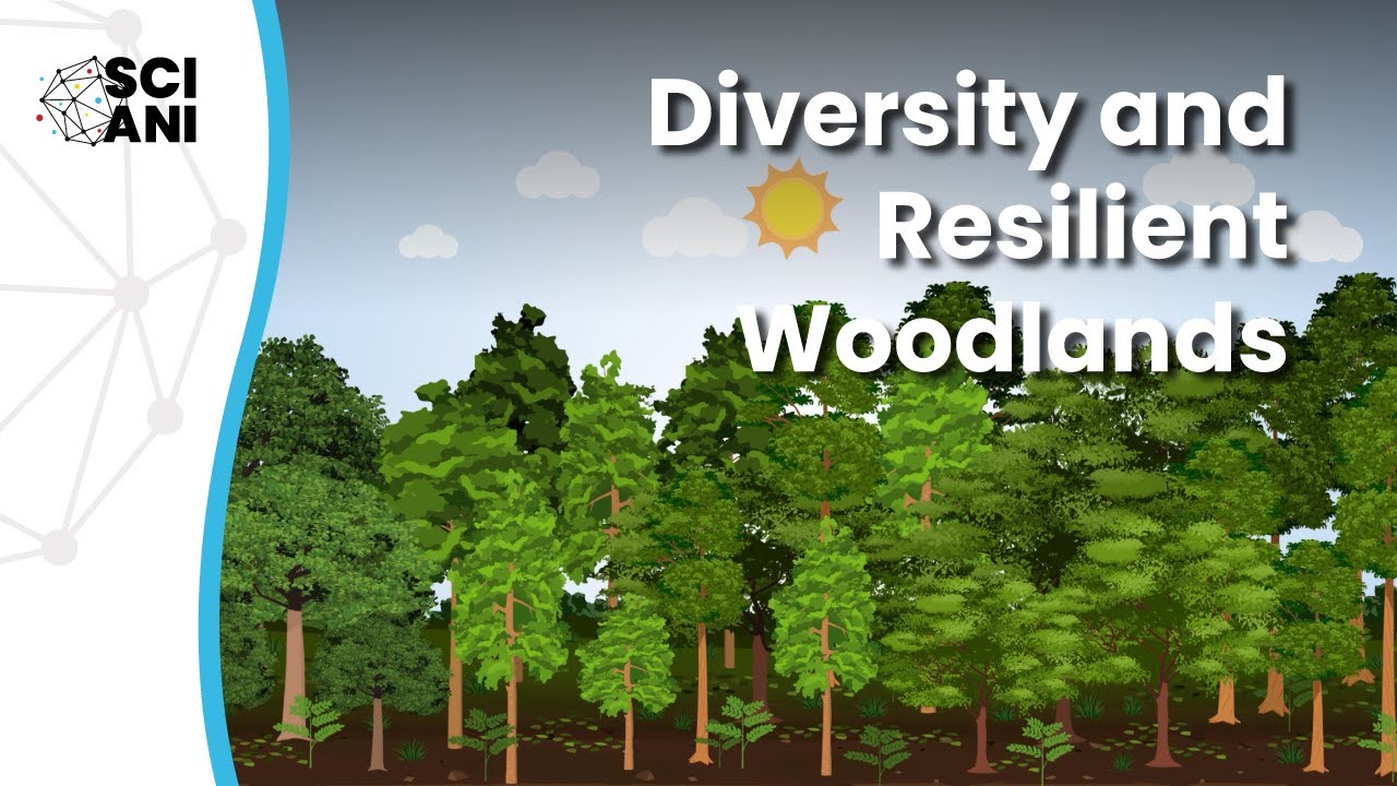 How to build tree diversity into resilient forests?