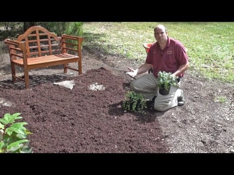 When to Plant Groundcovers - Before or After Mulching?