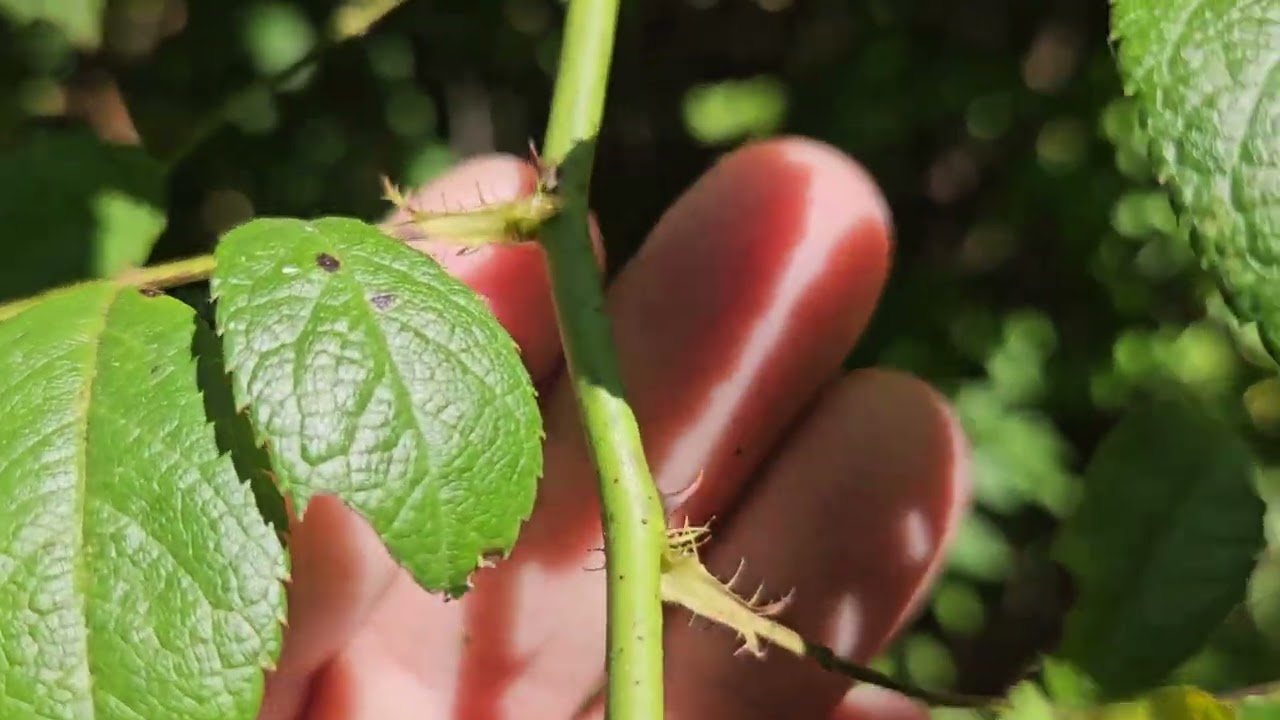 ID That Tree: Invasive Multiflora Rose