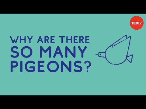How pigeons took over the world - Elizabeth Carlen and Joanna Moles