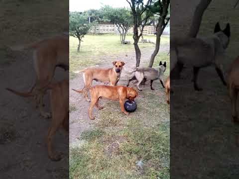 Como entrenar a tus perros a jugar con una pelota