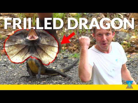 Meet This Real-Life Jurassic Park Dragon!