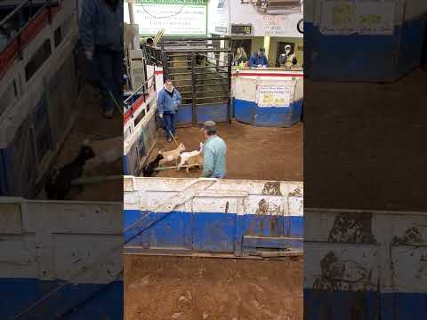 4 baby goats up for sale at the livestock auction. #auctions #livestockauction #goats