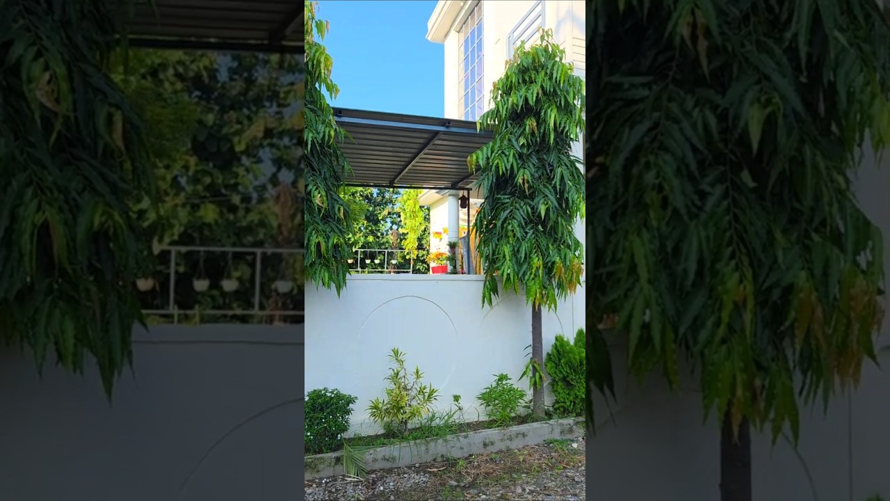 Today I cut the plants of Ashoka of my house🌲😍#gardeningideas#garden #naturalfarming#gardening