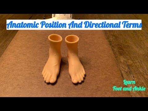 Anatomical Position and Directional Terms