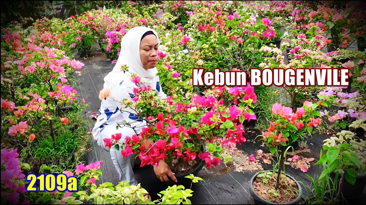 Selling Super Menor Bougainvillea Flowers in Sawah