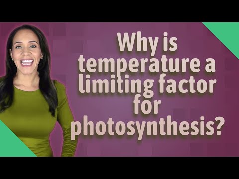 Why is temperature a limiting factor for photosynthesis?