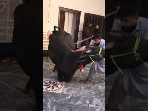 Bhains ki Qurbani #shorts #viral #entertainment #buffalo