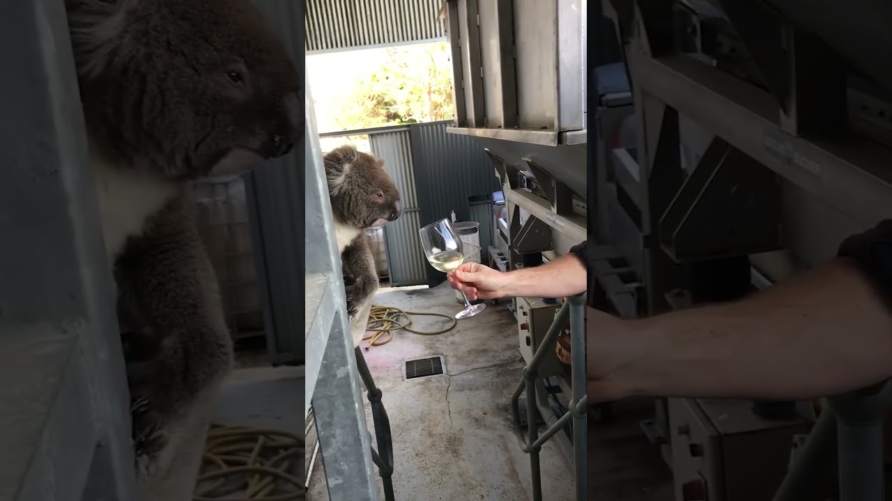 Funny Koala is a Wine EXPERT!