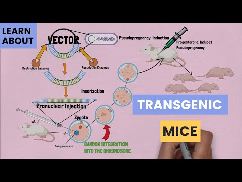 The Basics of Transgenic Mice: Pronuclear Injection - How It Work and What Scientists Use It For