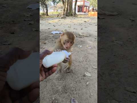 cute baby drinking milk πΌππ#monkey #monkey video #bandar #shorts 09