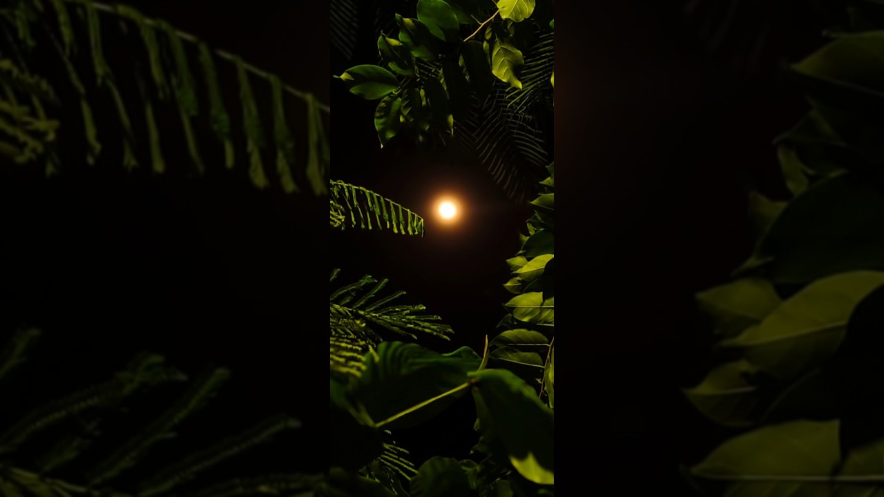 Capture Stunning Night Shots With Your Mobile Camera!