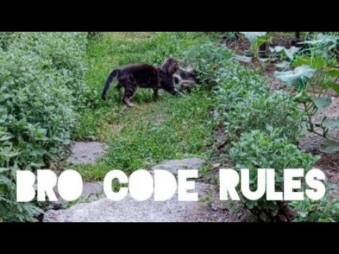 Bro code rules that we never break!