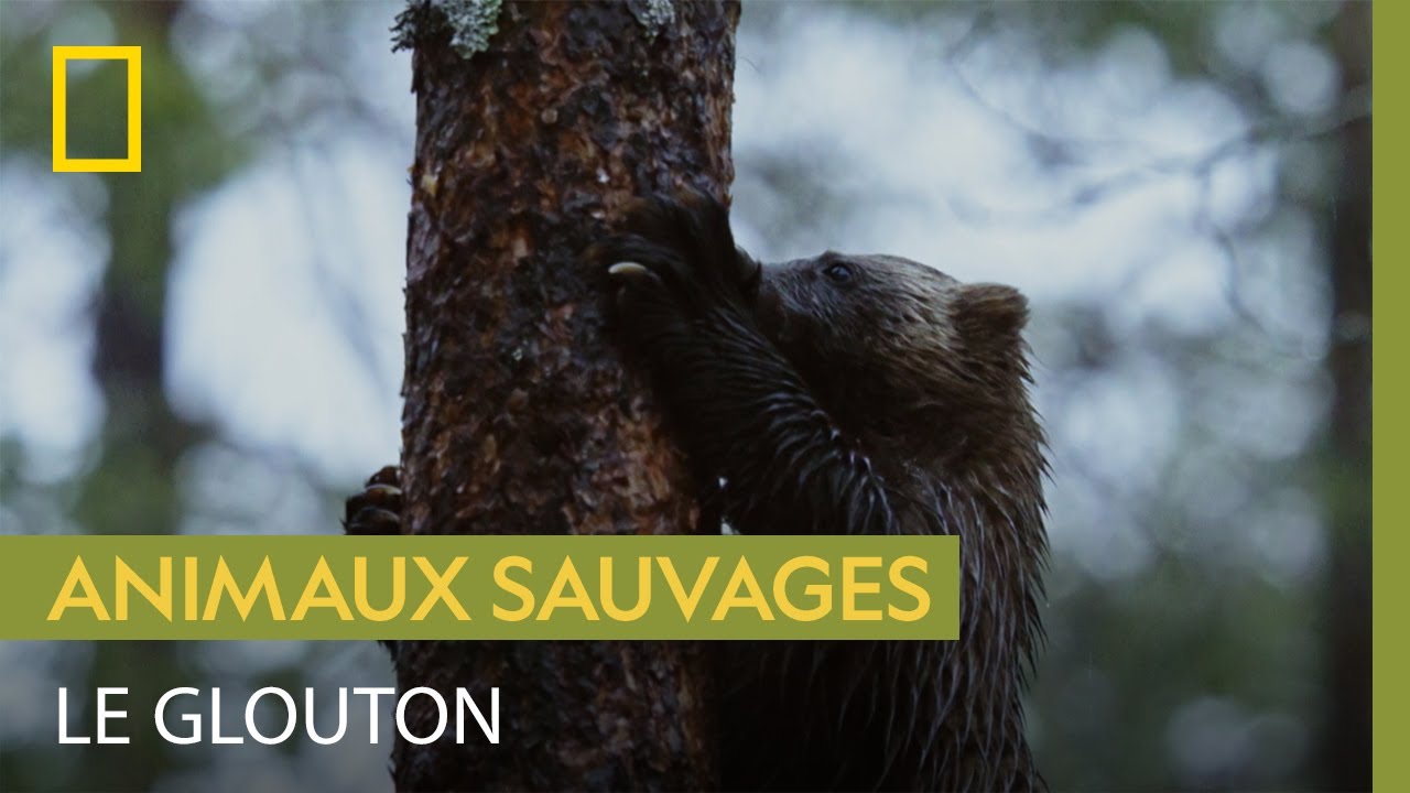 Documentaire | Dans le royaume du glouton