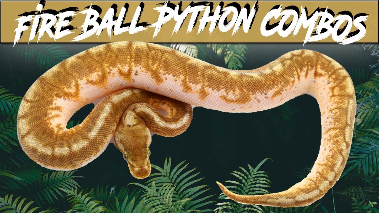 Fire Ball Python Morph Combos | Jack's Reptiles