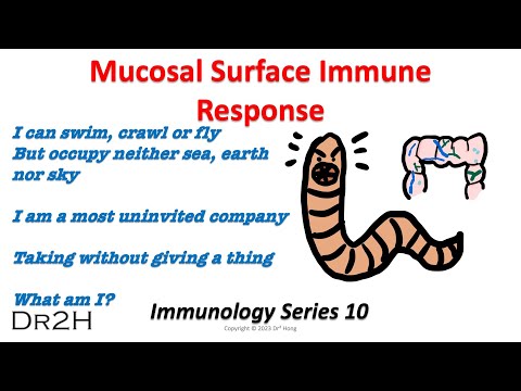 Dr. Hong's Immunology Lecture 10: Mucosal Surface Immune Response